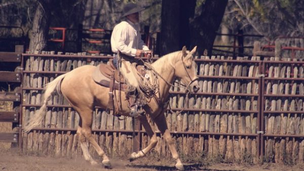 Use Your Get Down Rope to Keep Safe – Eclectic Horseman