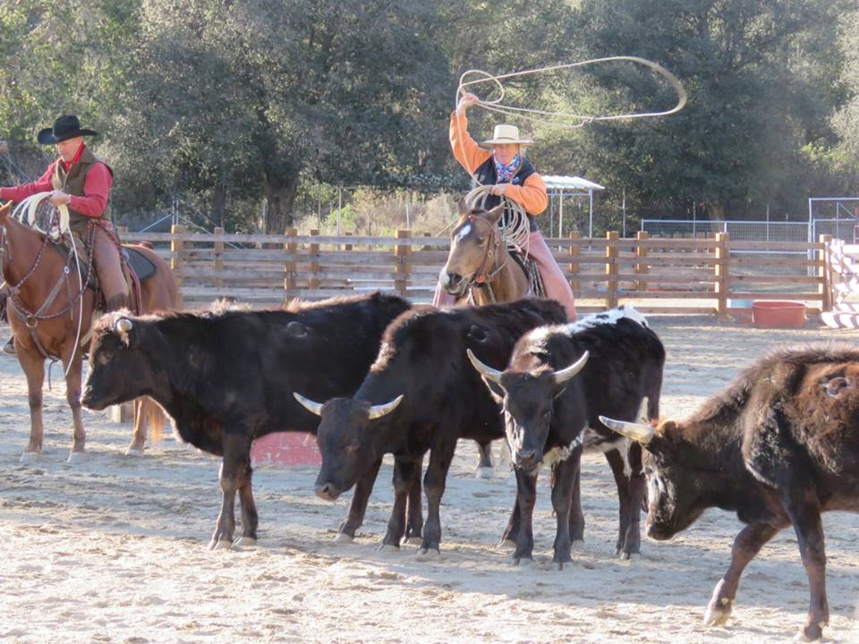 Bob King and Horse of the Sun Ranch – Eclectic Horseman